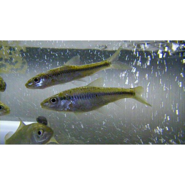 ☆OKATAN☆イトモロコ 3匹セット販売個体サイズ：4cm以上雌雄：指定不可　　採集地：岡山県（天然採集）採集可能期：周年標準和名：イトモロコ学名：Squalidus gracilis gracilis分類：コイ目コイ科カマツカ亜科スゴモ...