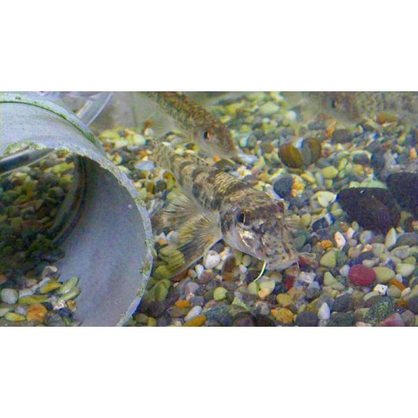 ☆OKATAN☆カマツカ 7cm未満 3匹セット雌雄：指定不可　　　採集地：主に岡山県（天然採集）採集可能期：ほぼ周年標準和名：カマツカ学名：Pseudogobio esocinus分類：コイ目コイ科カマツカ亜科カマツカ属自然分布：愛知県/...