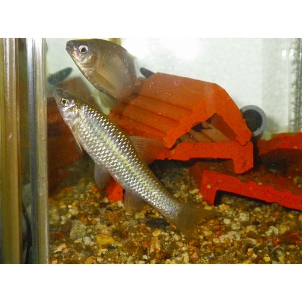 ☆OKATAN☆モツゴ 7cm未満 5匹セット雌雄：指定不可採集地：主に岡山県（天然採集）採集可能期：周年標準和名：モツゴ学名：Pseudorasbora parva分類：コイ目コイ科モツゴ属自然分布：関東地方以西本州・四国・九州、台湾・中...