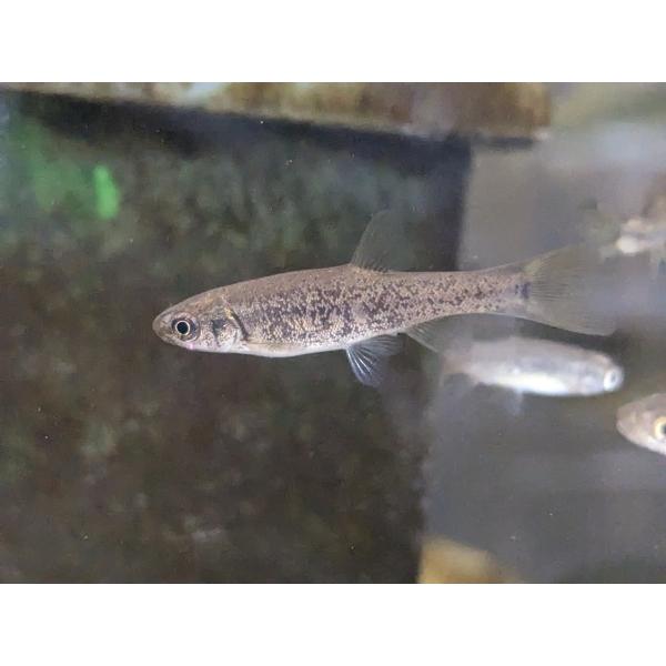 ☆OKATAN☆タカハヤ 9〜12cm雌雄：指定不可採集地：主に岡山県（天然採集）採集可能期：周年標準和名：タカハヤ学名：Rhynchocypris oxycephalus jouyi分類：コイ目コイ科ウグイ亜科アブラハヤ属自然分布：富山県...