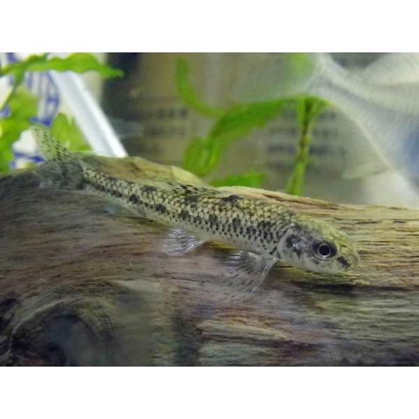 ☆OKATAN☆ゼゼラ 3匹セット販売個体サイズ：4cm以上雌雄：指定不可　　　採集地：岡山県（天然採集）採集可能期：10月〜翌６月標準和名：ゼゼラ学名：Biwia zezera subsp.分類：コイ目コイ科カマツカ亜科ゼゼラ属自然分布：...