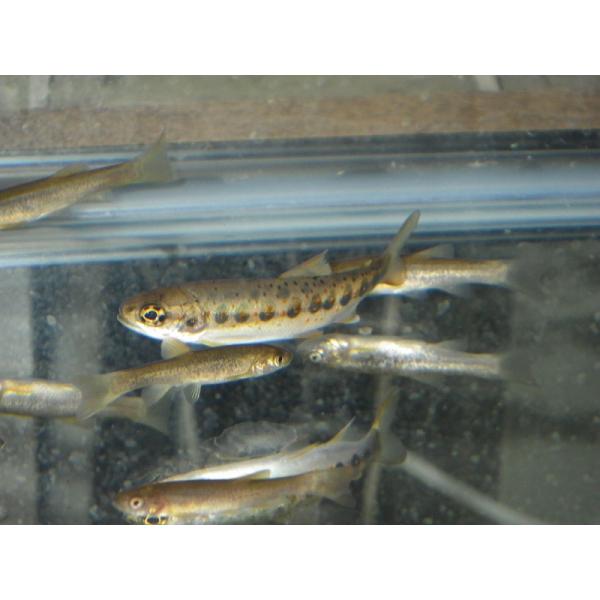 ☆OKATAN☆アマゴ CB＠岡山 5匹セット販売個体サイズ：7〜12cm雌雄：選別不可岡山県産養殖個体入荷可能期：12月〜翌3月＊養殖個体のため、多少鰭切れや欠損がある個体が混ざることがあります。標準和名：アマゴ（サツキマス）分類：サケ目...