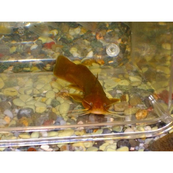 ☆OKATAN☆アカザ 8cm未満雌雄：選別不可採集地：主に岡山県（天然採集）採集可能期：ほぼ周年標準和名：アカザ（クレード１）学名：Liobagrus reini species complex Clade1分類：ナマズ目アカザ科アカザ属...