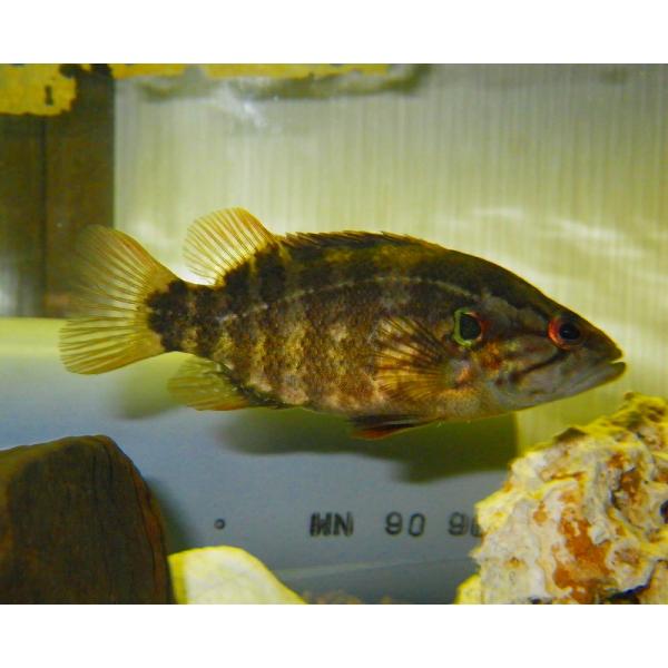 ☆OKATAN☆オヤニラミ 6〜８cm雌雄：指定可（但し、明確ではありません）採集地：主に岡山県（天然採集）標準和名：オヤニラミ学名：Coreoperca kawamebari分類：スズキ目ケツギョ科オヤニラミ属自然分布：桂川水系・由良川水...