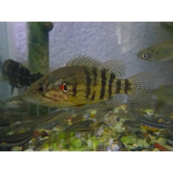 ☆OKATAN☆オヤニラミ 4〜6cm雌雄：指定不可採集地：主に岡山県（天然採集）標準和名：オヤニラミ学名：Coreoperca kawamebari分類：スズキ目ケツギョ科オヤニラミ属自然分布：桂川水系・由良川水系以西本州・四国北東部・九...