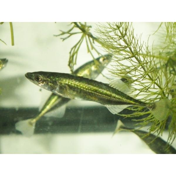 ☆OKATAN☆トミヨ属淡水型販売個体サイズ：3cm以上雌雄：指定不可採集地：富山県（天然採集）標準和名：トミヨ属淡水型学名：Pungitius sinensis分類：トゲウオ目トゲウオ科トミヨ属自然分布：岩手県/福井県以北本州・北海道、極...