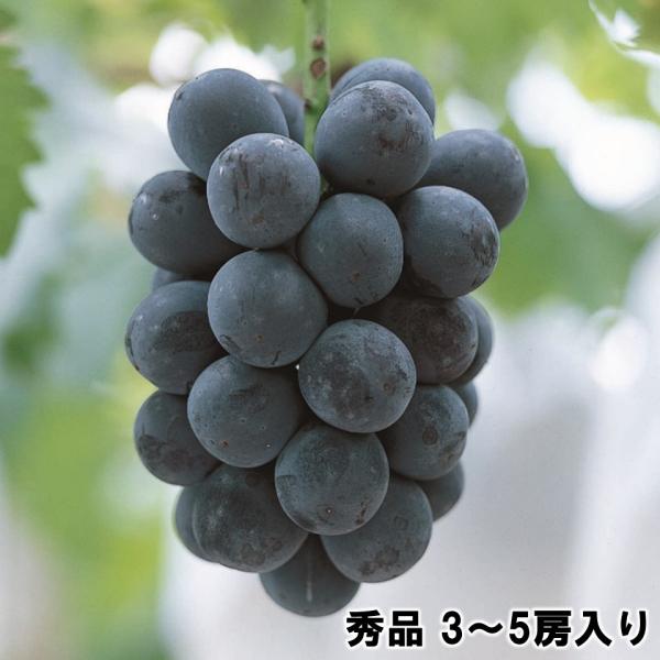 ネットで買える！おかやま果物・野菜※こちらの商品は7月上旬より順次発送致します。天候等の理由によりお届け時期が変更・キャンセルとなる場合がございます。ご了承の上ご注文をお願いいたします。大粒・種無しぶどうの先駆けとなった岡山のピオーネ。当初...
