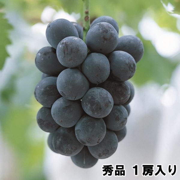 ネットで買える！おかやま果物・野菜※こちらの商品は7月上旬より順次発送致します。天候等の理由によりお届け時期が変更・キャンセルとなる場合がございます。ご了承の上ご注文をお願いいたします。大粒・種無しぶどうの先駆けとなった岡山のピオーネ。当初...