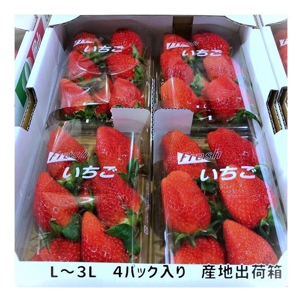 スターナイトは、糖度・硬度のバランスが良く大変食味の良いイチゴです。糖度がシーズンを通して安定しており、形の揃った風味豊かな味わいです。風味も甘みも強いことから最近は店頭でも一番人気の品種となっています。■ご注意■※イチゴに関しまして、発送...