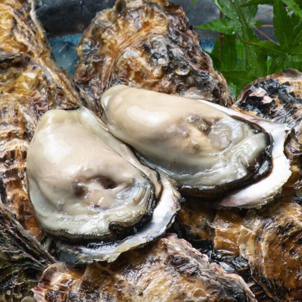 ネットで買える！おかやま肉・海産物小粒で食べやすい殻付き牡蠣です！お子様や女性も食べやすいサイズを選り分け、別撰してお届けします。小粒で可愛らしいＳサイズ【さざれがき】はパスタの具材など洋食にもぴったりです。一口で頬張れば、牡蠣のすべてを味...