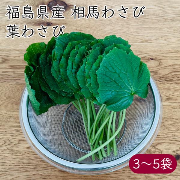 ・アグリコアが作る相馬わさびの『葉わさび』福島県でハウス栽培された相馬わさびの葉わさび。ハウスで栽培収穫をしていますので葉わさび1枚1枚がきれいな状態でお届けすることができます。葉わさびの持つ爽やかな辛みや香りをお楽しみください。・ご利用方...