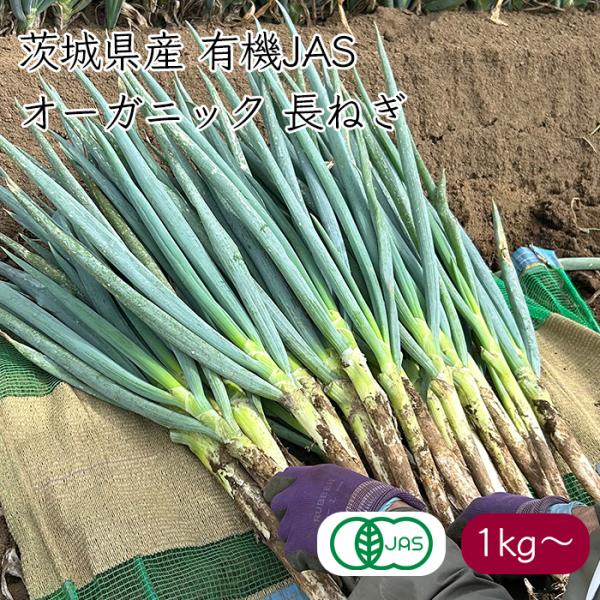 ・加熱するとトロッと甘くなる『茨城県産 有機JAS 長ねぎ』鍋に欠かせない長ネギ。茨城県の有機JAS認定畑で、作られた長ねぎです。土付き、剥きなし、葉付きでお送りする商品です。・"食卓をハッピーに"を合言葉に有機野菜をお届けする『ハラケンフ...
