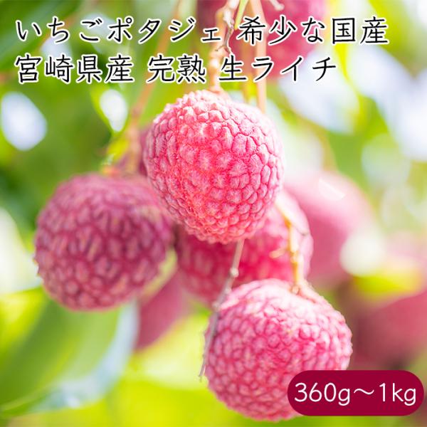・宮崎県産 完熟 生ライチライチの生産量日本一を誇る宮崎県。宮崎の温暖な気候と豊かな自然に育まれ、真っ赤に完熟した生ライチを全国にお届けます。化成肥料は一切使用せず、オリジナルの有機肥料を使用して一年間丁寧に育てたライチの収穫期間は、わずか...