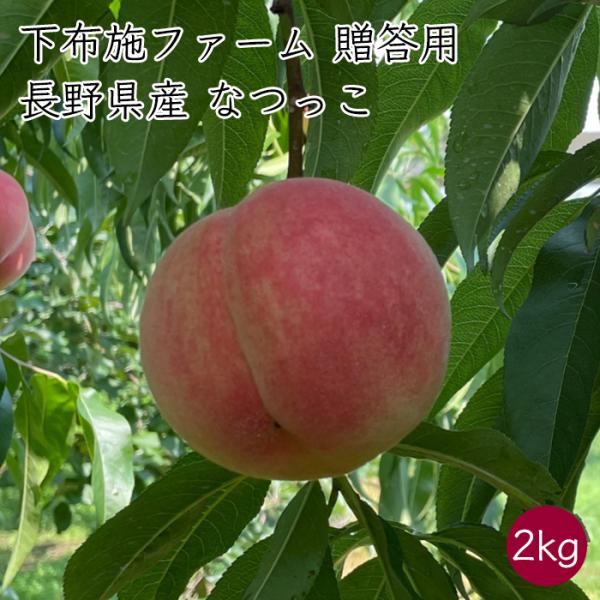 【発売日：2026年08月01日】・桃 なつっこ川中島白桃とあかつきを掛け合わせた、長野県生まれのオリジナル品種 なつっこ。大玉で糖度が高く、果汁がたっぷりの人気品種です。甘すぎずさっぱりとした美味しさが口の中に広がります。甘い香りがふんわ...