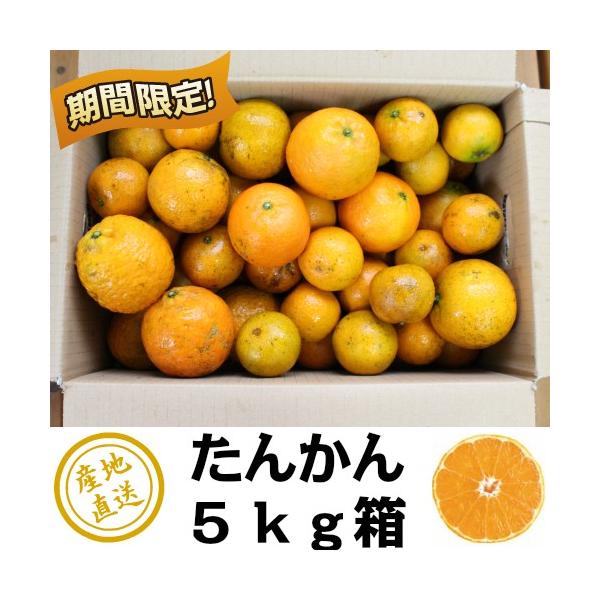 産地直送　沖縄県産訳ありタンカン!キズあり・色付きもサイズもバラバラのB級品だからこその超お手軽価格!見た目が悪く店舗には出せませんが、味は全く変わりなく、おいしいタンカンです。タンカンは糖度が高く、濃厚な甘さがありますが、後味はすっきりし...