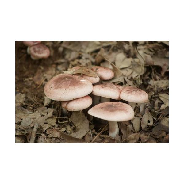 【発売日：2026年09月30日】【国産 天然きのこ】桜しめじ300g他のキノコを引き立てる名脇役 食材。松茸/舞茸/本しめじ/なめこ だけがキノコじゃない　秋の味覚 採りたて 産地直送。炒め物/鍋物/ソテー/リゾット/中華 が旨い!産地：...