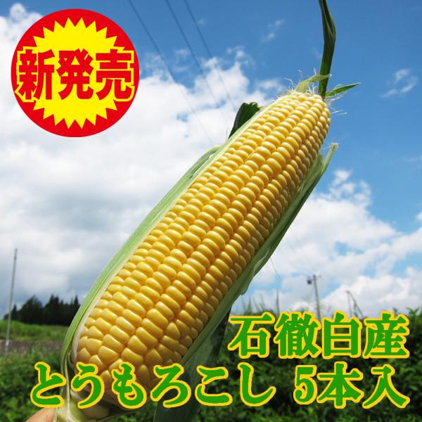 【発売日：2026年08月03日】品種名：ほしつぶコーン内容量：とうもろこし5本重量：約1.5kg産地：岐阜県郡上市石徹白岐阜県郡上市白鳥町にある、石徹白（いとしろ）という地域は標高700ｍ以上に位置する、とても寒暖差の激しい地域です。寒暖...