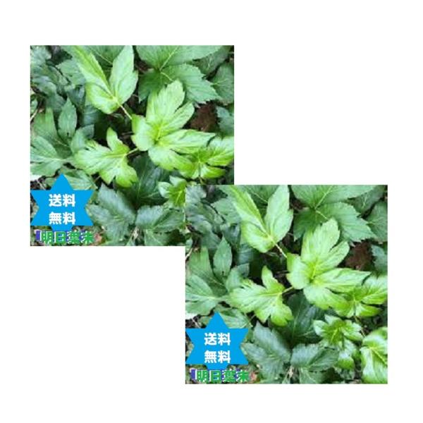【健康食品】健・をサポート.含有ビタミン(B1,B2,B12,C,E,K)ミネラル カルコン クマリンなど豊富な有用成分は理想的な構成.