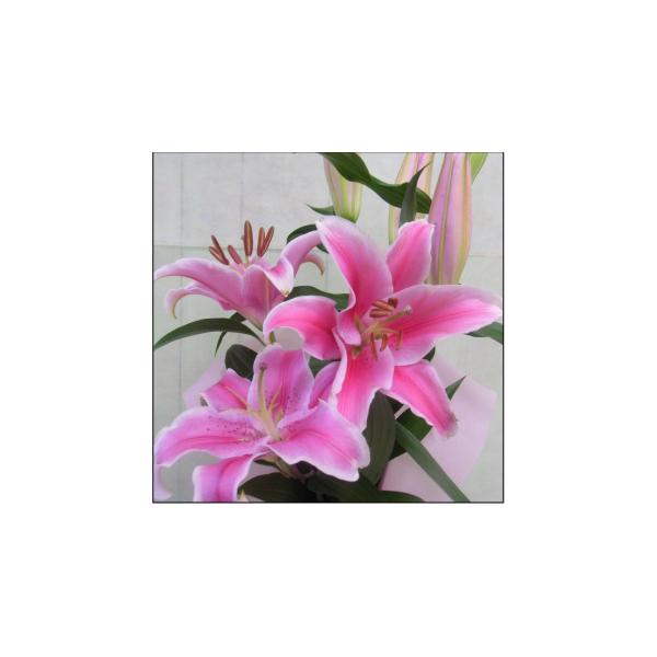 送料無料（ラッピング・送料込みで企画されたギフト商品）でお届けします。千葉県佐倉市で年間約10万本のユリを育ています。西洋では「celebration（祝賀）」の花言葉で愛されているユリはお祝いに最適です。おもてなしギフトには、「山崎スマイ...