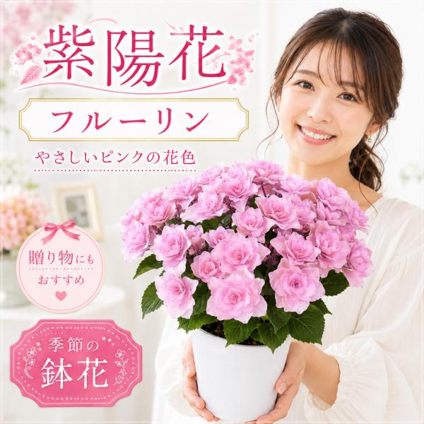 季節感あふれる紫陽花の鉢花です。深みのある紫色の花が美しく、落ち着いた雰囲気の中にも華やかさを感じられる一鉢です。丸く咲きそろう花姿は存在感があり、ご自宅用はもちろん、誕生日・お礼・季節の贈り物にもおすすめです。お部屋や玄関に飾るだけで、初...