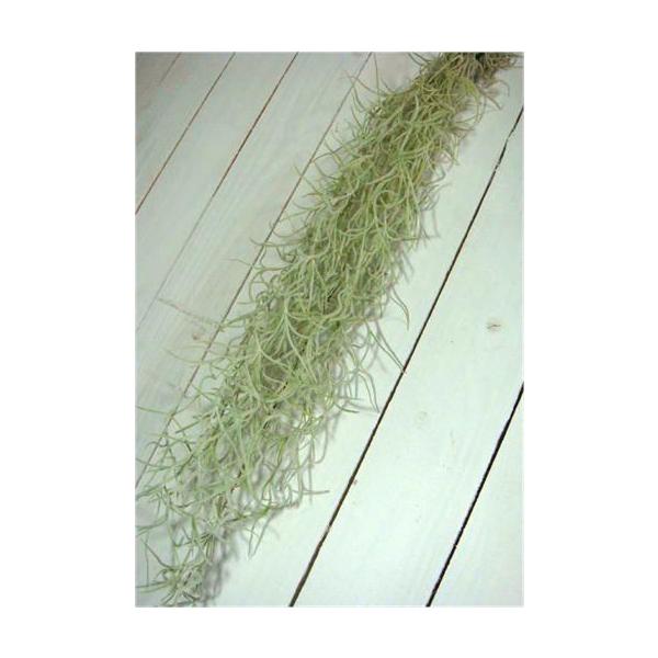 『根がない』『根っこがない』『チランジア』『ちらんじあ』『エアー』『プランツ』『えあーぷらんつ』『えあー』『ぷらんつ』『インテリア』『グリーン』『かわいい』『可愛い』『カワイイ』『おしゃれ』『オシャレ』『インテリア』『プレゼント』『自宅用』