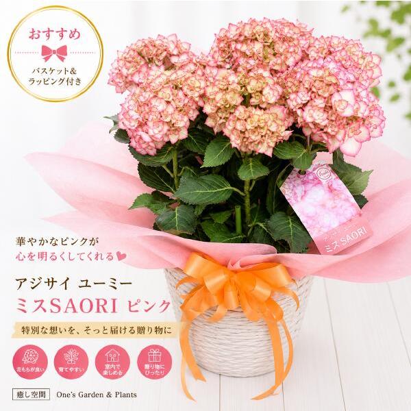 お祝い♪プレゼントなどに♪いつもお世話になっている方に最高の贈り物♪自宅用にも♪『あじさい』『移転祝い』『合格祝い』『大切な人に』【自分へのご褒美】【お歳暮】【プレゼント】【ギフト】【結婚祝い】【お祝い】【母の日】【出産祝い】【退職祝い】【...