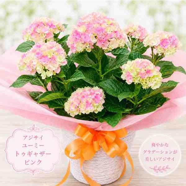 お祝い♪プレゼントなどに♪いつもお世話になっている方に最高の贈り物♪自宅用にも♪『あじさい』『移転祝い』『合格祝い』『大切な人に』【自分へのご褒美】【お歳暮】【プレゼント】【ギフト】【結婚祝い】【お祝い】【母の日】【出産祝い】【退職祝い】【...