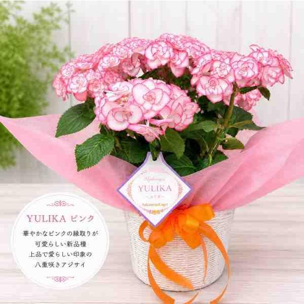 お祝い♪プレゼントなどに♪いつもお世話になっている方に最高の贈り物♪自宅用にも♪『あじさい』『移転祝い』『合格祝い』『大切な人に』【自分へのご褒美】【お歳暮】【プレゼント】【ギフト】【結婚祝い】【お祝い】【母の日】【出産祝い】【退職祝い】【...