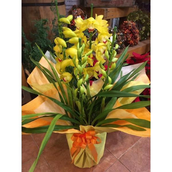 『移転祝い』『合格祝い』『大切な人に』【自分へのご褒美】【プレゼント】【ギフト】【結婚祝い】【お祝い】【出産祝い】【退職祝い】【お誕生日】【結婚記念日】【開店祝い】【新築祝い】【贈呈花】【送別祝い】【引越し祝い】 【お礼】【自宅用】【贈答用...