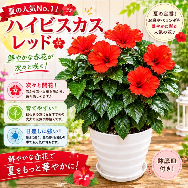 新築祝い・開店祝いに♪玄関に飾って季節を感じれる♪誕生日のお祝いやプレゼントにも♪『よせうえ』『かわいい』『移転祝い』『開所祝い』『大切な人に』【出産祝い】【退職祝い】【お誕生日】【結婚記念日】【開店祝い】【新築祝い】【送別祝い】【父の日】