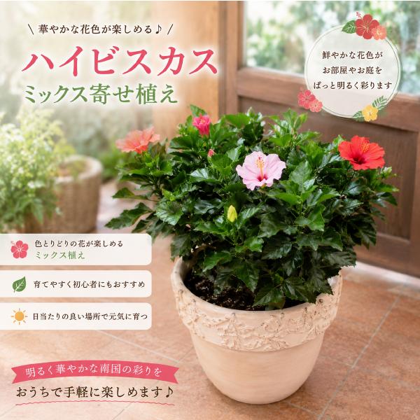 新築祝い・開店祝いに♪玄関に飾って季節を感じれる♪誕生日のお祝いやプレゼントにも♪『よせうえ』『かわいい』『移転祝い』『開所祝い』『大切な人に』【出産祝い】【退職祝い】【お誕生日】【結婚記念日】【開店祝い】【新築祝い】【送別祝い】【父の日】