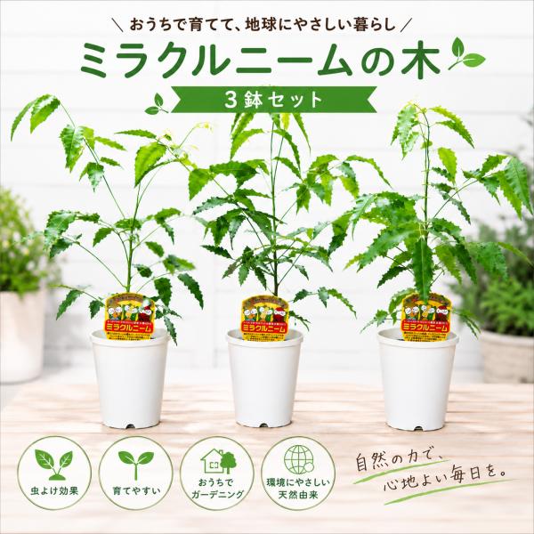 『ニーム』『みらくるにーむ』『ミラクル』『ガーデニング』『苗』『お庭』『花壇』『プランター』『虫除け』