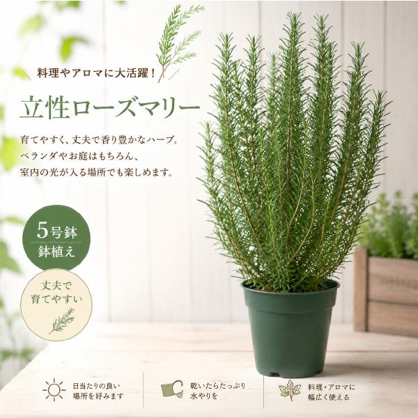 ハーブで癒される♪丈夫で管理が簡単♪玄関の花壇やプランターに植えて下さい♪『ガーデニング』『苗』『ポッド』『お庭』『花壇』『プランター』『玄関に』『よせうえ』『かわいい』『ハーブ』『香り』『自宅用』『ローズ』『マリー』『ろーずまりー』