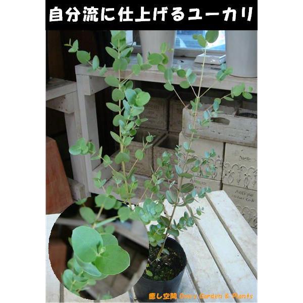 主成分のシオネール【ハーブ】が花粉症を抑えるに効果あります♪『ガーデニング』『苗』『お庭』『花壇』『プランター』『ハーブ』『ゆーかり』『花粉症に』