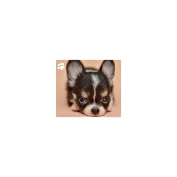 ■動物のかわいい写真を印刷した動物マウスパッドです。■表面のドット加工により、ブルーLEDなどの光学式マウスでもレーザー式マウスでもスムーズで正確なマウス操作が可能です。■薄さ0.6mmで机との段差を押さえ、手首に負担を掛けず操作することが...