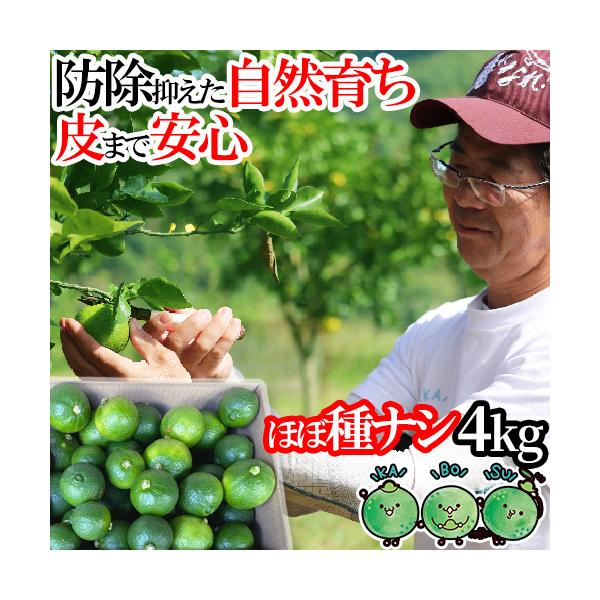 豊後大野市緒方町で発見され、祖母山にちなんで「祖母の香(そぼのか)」と命名された、ほとんど種なしのかぼすです。（※種なしの品種ですが、種がある場合もございます。予めご了承ください。）一般流通している種ありかぼす（大分1号）に比べると、少し小...