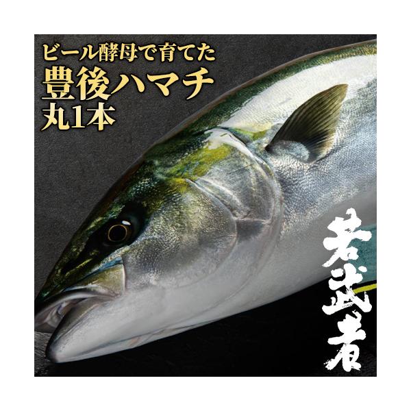 大分県佐伯市蒲江育ちの新ブランド魚-ビール酵母で育てた豊後ハマチ-「若武者」は生後２〜３日の稚魚から一貫した養殖を行い、1年半かけて育てて販売しています。こだわりの餌による給餌でアミノ酸数値の向上と、旨味成分(イノシン酸とグルタミン酸)の上...