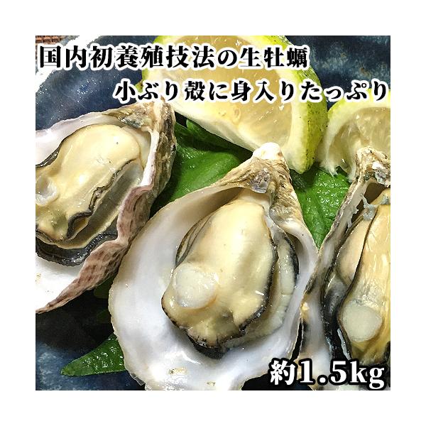 【佐川急便発送】大入島オイスター大分県佐伯市大入島の湾は、全国的に見ても非常に優れた牡蠣の漁場です。 この湾で日本初となるフリップファームシステムというカキ養殖方法を取り入れ、育成させた牡蠣が大入島オイスターです。この漁場の優れた点の一つに...
