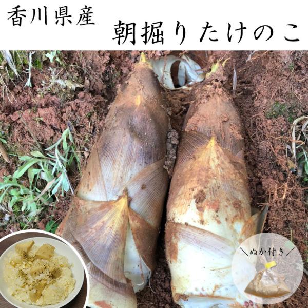 産地名：国産（香川県三豊市産）内容量：1ｋｇ　目安：竹の子1〜3本相当　　　　アク抜き用のぬか付き保存方法：直射日光、高温多湿を避け冷暗所保存発送：クール便賞味期限：目安：1週間なるべく早めに茹でてアク抜きしてください。特徴：香川県西部三豊...