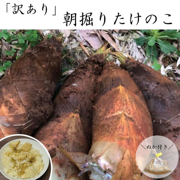 産地名：国産（香川県三豊市産）内容量：3ｋｇ　目安：竹の子2〜5本相当　　　　アク抜き用のぬか付き保存方法：直射日光、高温多湿を避け冷暗所保存発送：クール便賞味期限：目安：1週間なるべく早めに茹でてアク抜きしてください。特徴：香川県西部三豊...
