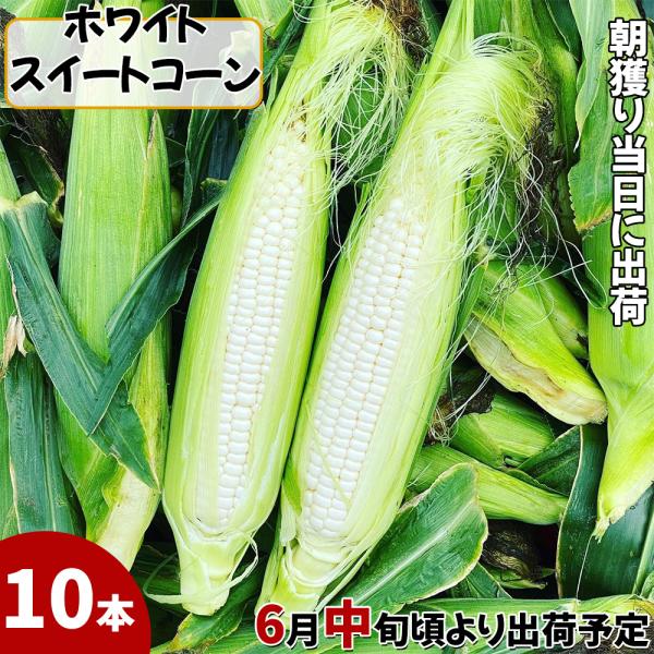 【商品種別名】ホワイトスイートコーン【品種】 "白いおおもの"又は"ホワイトショコラ"【内容量】 10本(約3.5kg前後)※個体差によって重量は異なります。【産地】 香川県産【収穫時期】 6月中旬〜7月10日頃まで収穫予定