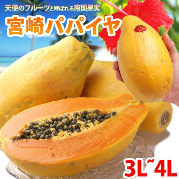 【発売日：2026年04月16日】商品名 : 宮崎パパイヤ(パパイア)内容量/産地 : 3L×4玉または4L×3玉(約2kg)/宮崎※作柄・入荷状況によります。サイズの指定はお受けできません。発送時期 : 4月中旬-7月中旬発送形態 : ヤ...