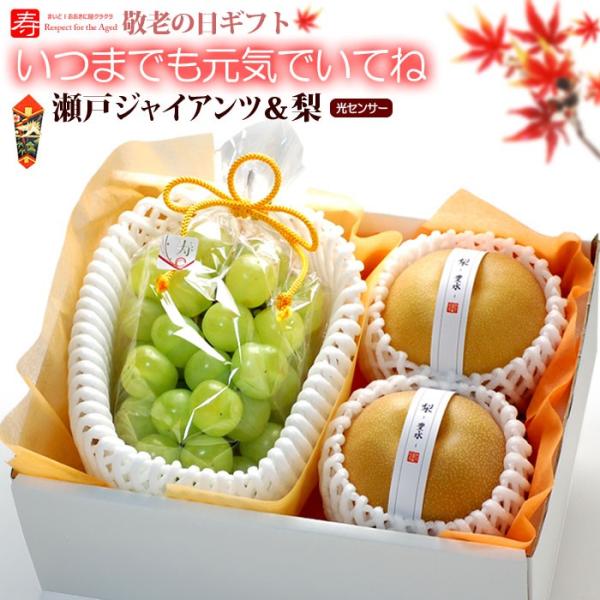 【発売日：2026年09月14日】商品名 : 瀬戸ジャイアンツ×日田の完熟梨内容量/産地 : 瀬戸ジャイアンツ×1房 豊水梨orあきづき梨×2玉/岡山、大分発送時期 : 9月15日-21日(指定日不可）発送形態 : ヤマト運輸 冷蔵便送料 ...