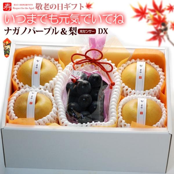 【発売日：2026年09月14日】商品名 : ナガノパープル×日田の完熟梨内容量/産地 : ナガノパープル×1房 豊水梨orあきづき梨×4玉/長野、大分発送時期 : 9月15日-21日(指定日不可）発送形態 : ヤマト運輸 冷蔵便送料 : ...