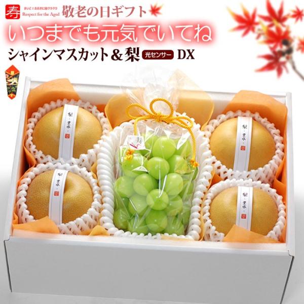 【発売日：2026年09月14日】商品名 : シャインマスカット×日田の完熟梨内容量/産地 : シャインマスカット×1房 豊水梨orあきづき梨×4玉/岡山、大分発送時期 : 9月15日-21日(指定日不可）発送形態 : ヤマト運輸 冷蔵便送...