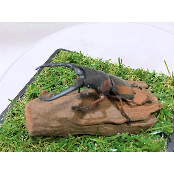 ◎ジオラマ標本製作の工夫と特徴１．ジオラマ標本は独自の技術で付加価値の高い工芸品的な位置付けで製作しています。２．ジオラマ標本はキャッチコピー「生きているかのように今にも動き出すかのようなリアル感」３．キャッチコピーは自然の中で生きていたと...