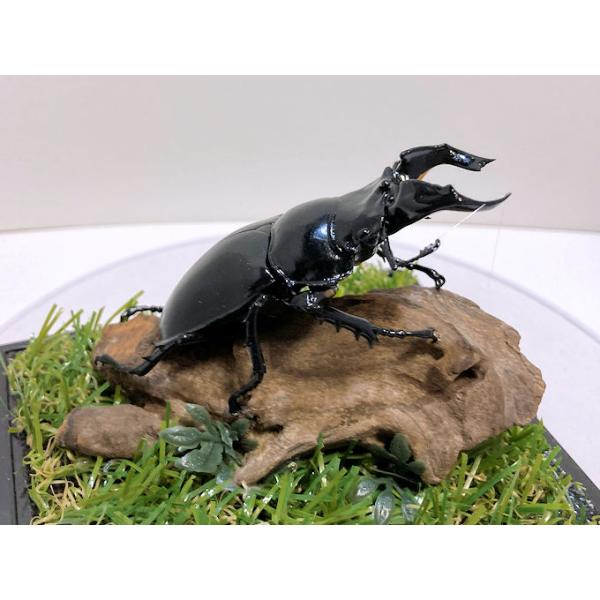 ◎ジオラマ標本製作の工夫と特徴１．ジオラマ標本は独自の技術で付加価値の高い工芸品的な位置付けで製作しています。２．ジオラマ標本はキャッチコピー「生きているかのように今にも動き出すかのようなリアル感」３．キャッチコピーは自然の中で生きていたと...