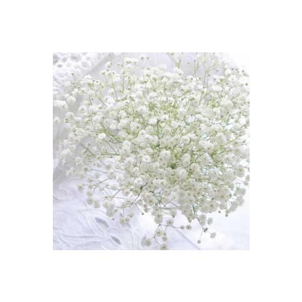 バラやオリエンタルリリーとセットで一つの花束に出来ます。もちろんカスミソウ単独での花束も可能です。1本単位での販売となります。お好みの本数でご注文ください。他の花にあわせて花束にする場合、長さは花に合わせて調整します。バラ10本あたり1本が...