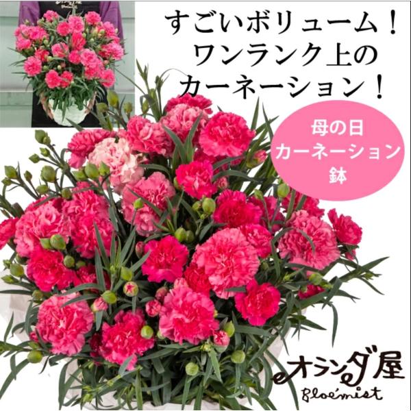 母の日といえばダントツ人気No1のカーネーション。千葉・銚子にある 木村園芸 の木村さんが作るカーネーションは、鉢いっぱいに色鮮やかな花が咲きます！同じカーネーションでも「贈られた中で一番大きかった。」「一番花つきがよかった」など好評です。...