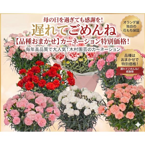母の日 遅れてごめんね カーネーション千葉・銚子にある木村園芸の木村さんが作るカーネーションは、鉢いっぱいに色鮮やかな花が咲きます！同じカーネーションでも「贈られた中で一番大きかった。」「一番花つきがよかった」など好評です。種類おまかせで届...